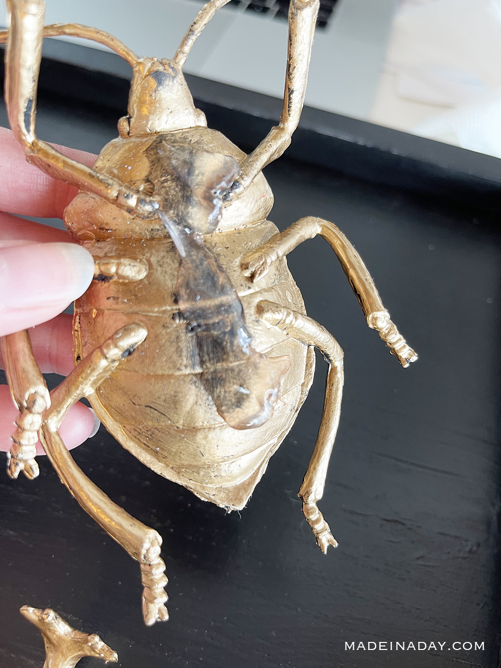 Halloween Taxidermy Gold Mounted Insect Specimens